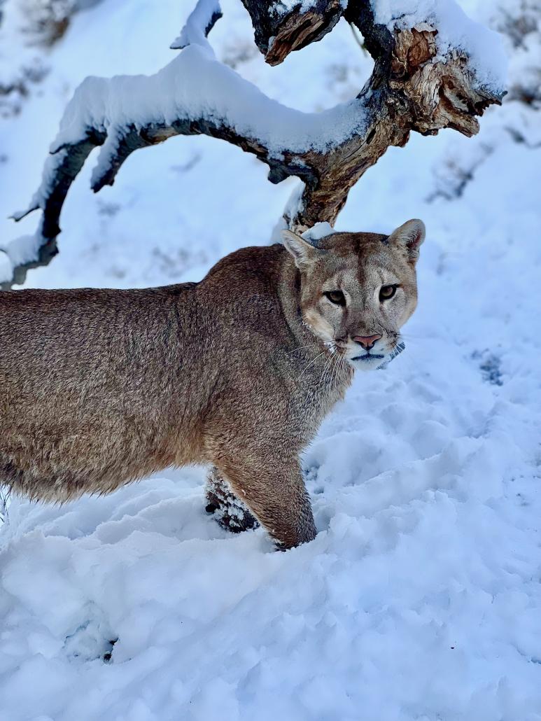 Blog | Panthera