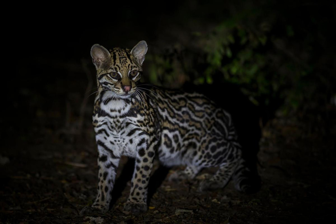 Where Do Ocelots Sleep in the Northern Pantanal? | Panthera
