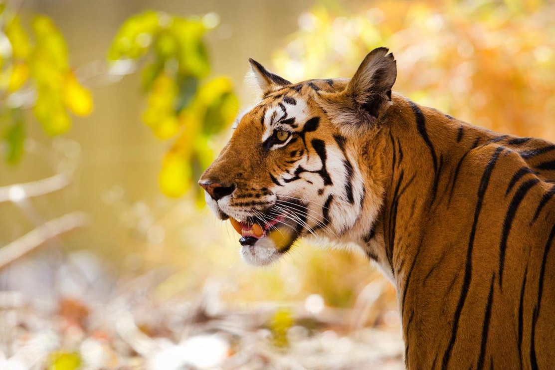 This Year's Top Five Tiger Blogs! | Panthera