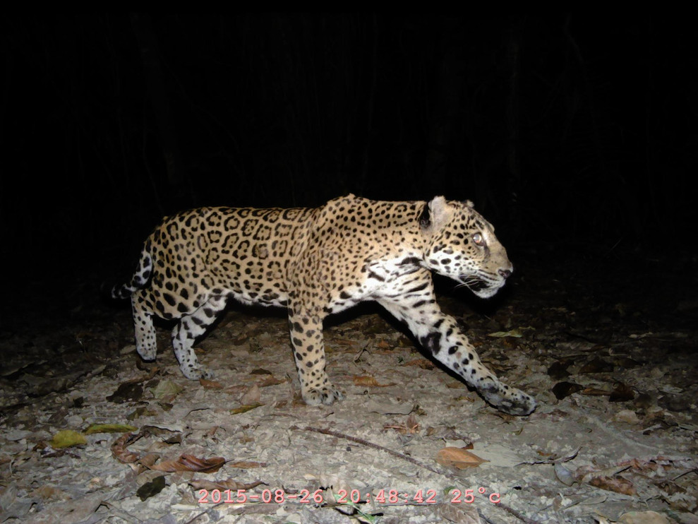 The Jungle Matriarch: One Jaguar’s Legacy | Panthera