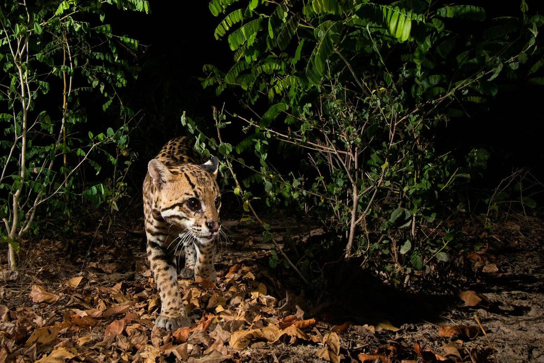 The Differences Between Ocelots, Margays and Oncillas | Panthera