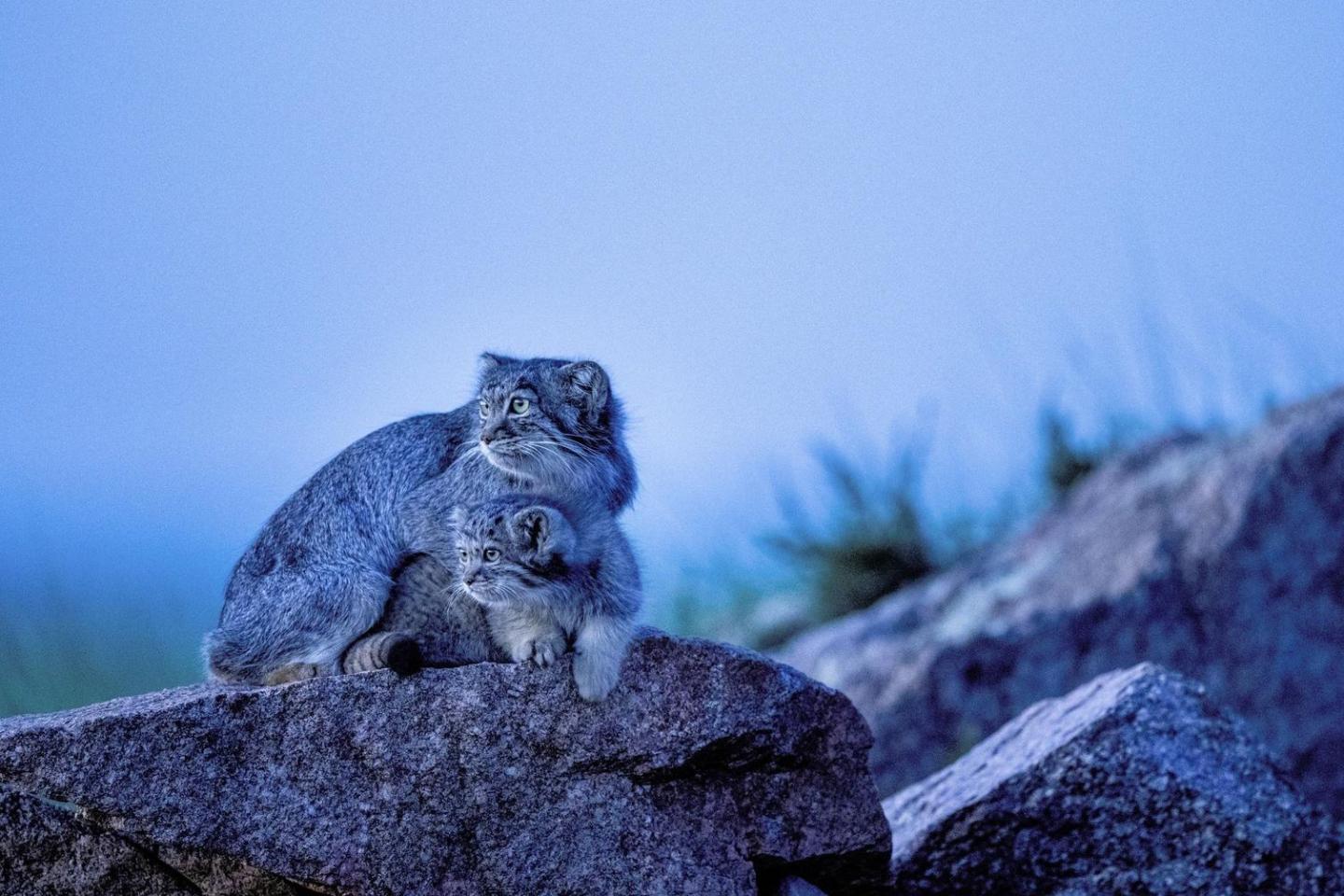 Life on the Steppe: How Pallas’s Cats Are Adapted to Central Asia’s ...
