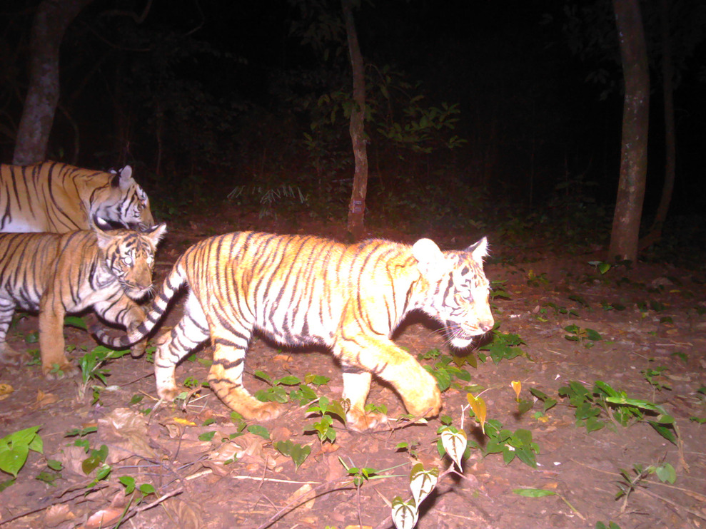 Coexisting with Just 4,500 Wild Tigers | Panthera