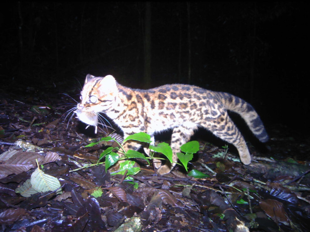 We Discovered a Black Oncilla | Panthera