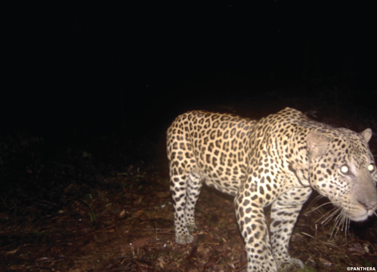 Journey into the Jungles of Gabon | Panthera