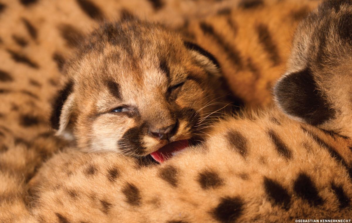 Panthera Puma Director Stands for Texas Mountain Lions | Panthera