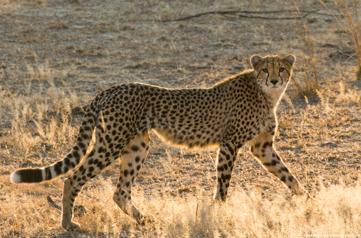 Sign-Up for Panthera Emails | Panthera