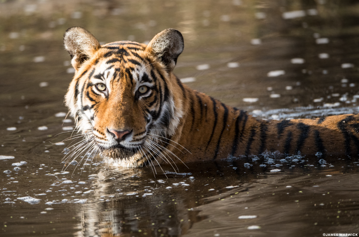 This Year's Top Five Tiger Blogs! | Panthera