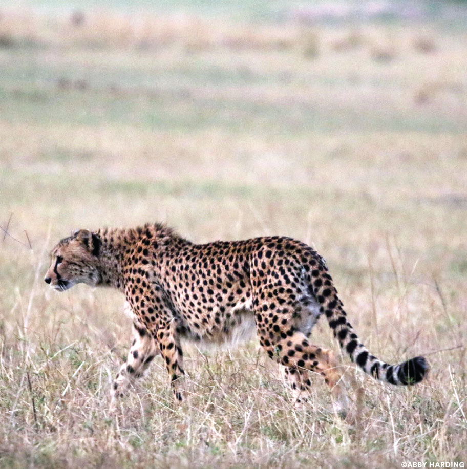 Kafue National Park: A Cheetah Kingdom | Panthera