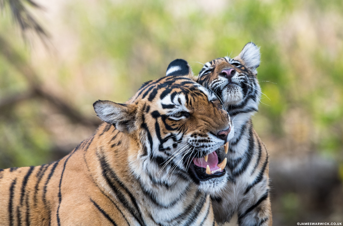 The Next Generation of Cat Mothers | Panthera