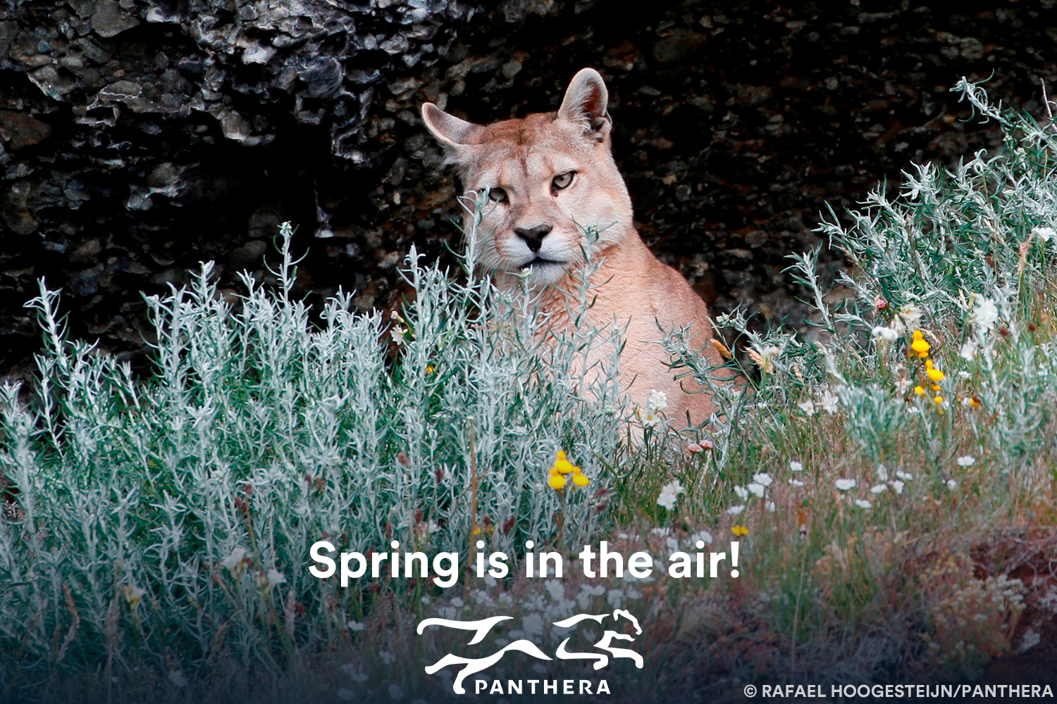 Flower Paw-er: A Springtime of Wild Cats | Panthera