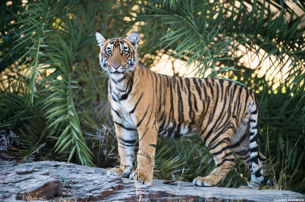 Celebrate Earth Day with Wild Cats! | Panthera