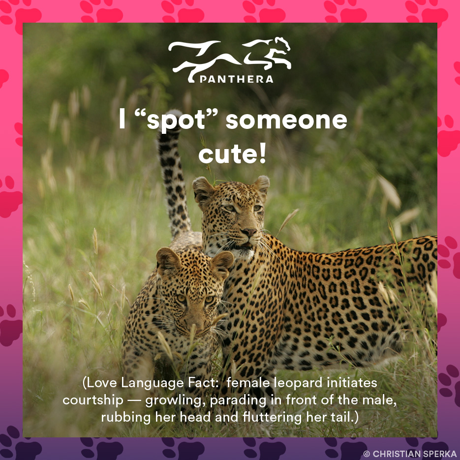 Be My VaLIONtine: Send Your Valentine a Cat Gram! | Panthera