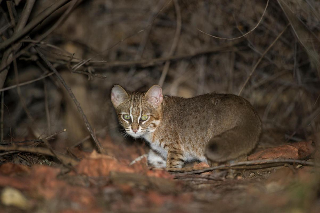 Giving Out Panthera’s “A-cat-emy Awards” | Panthera