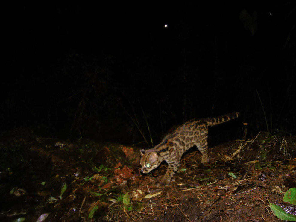 The Differences Between Ocelots, Margays and Oncillas | Panthera