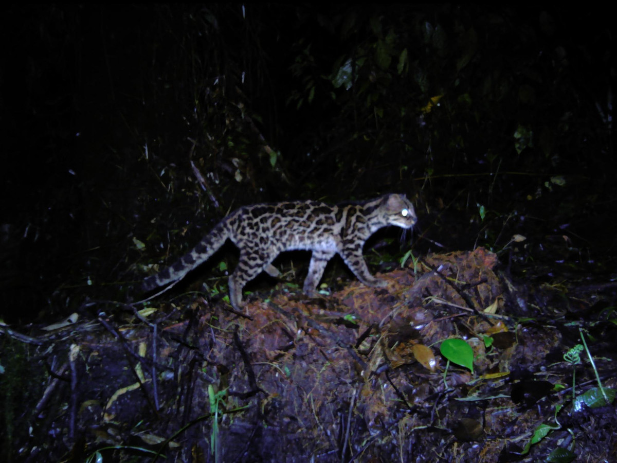 The Differences Between Ocelots, Margays and Oncillas | Panthera