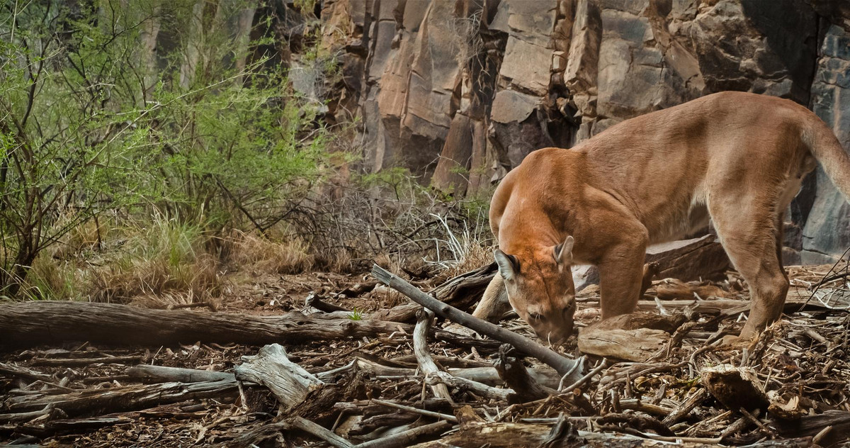 Panthera Puma Director Stands for Texas Mountain Lions | Panthera