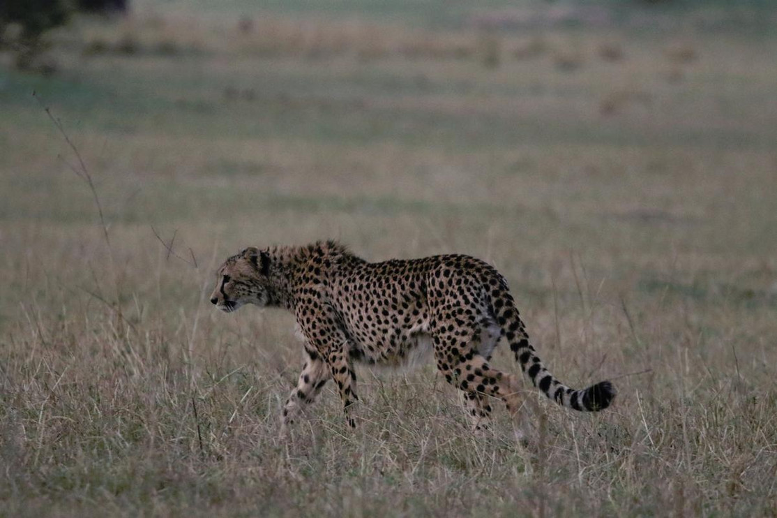 Kafue National Park: A Cheetah Kingdom | Panthera