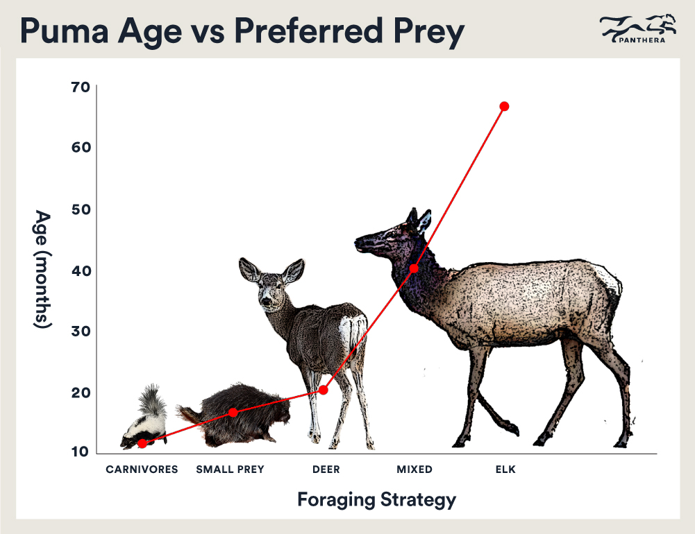 Could Puma Hunting Be Hurting Mule Deer? | Panthera