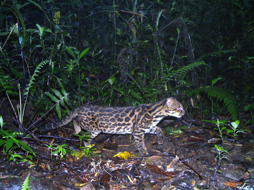 Small Cats, Big Impact: Meet the Conservationists Protecting the World ...