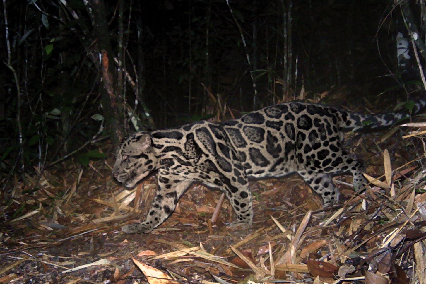 Hiding in Plain Sight: What a Female Sunda Clouded Leopard Reveals ...