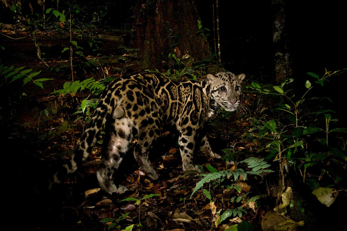 Rare Photos Give a Glimpse into the Lives of Wild Cats in Malaysia’s ...