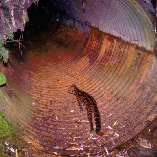 Panthera Costa Rica | Panthera